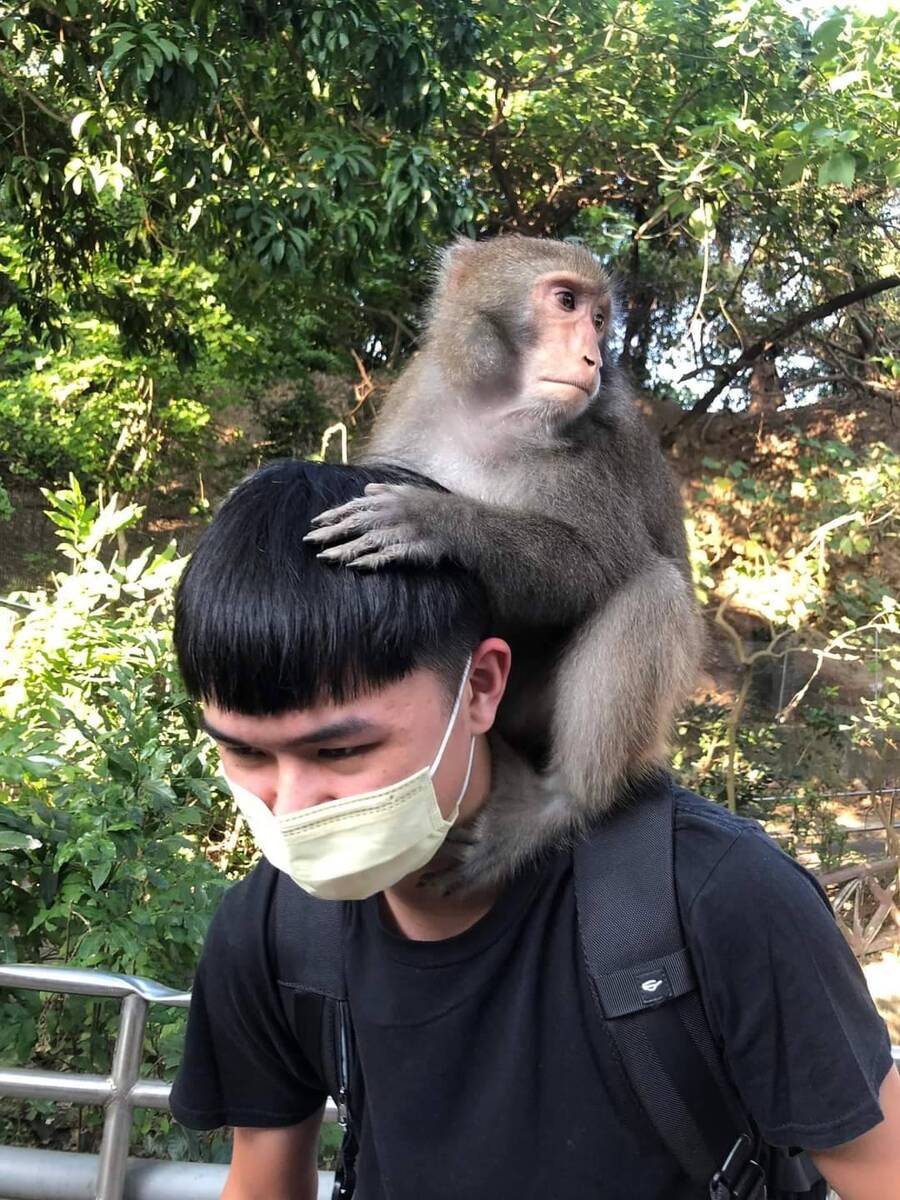 Students submit photos of their encounters with monkeys